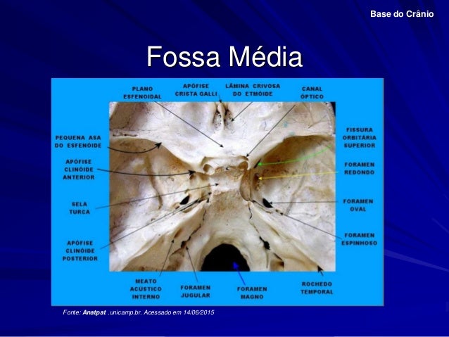 Base do crânio 2015