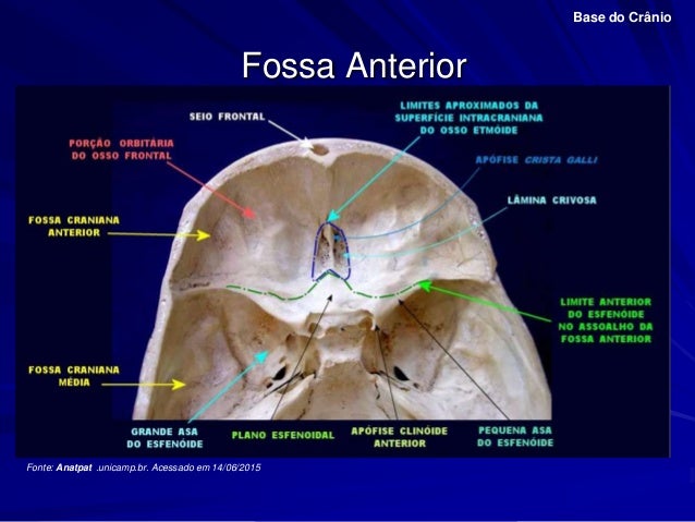 Base do crânio 2015