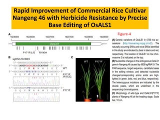 Base editing in plants | PPTX