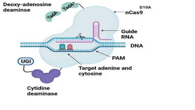 Base editing, prime editing, Cas13 & RNA editing and organelle base ...