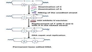 Base editing, prime editing, Cas13 & RNA editing and organelle base ...