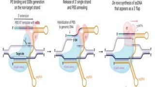Base editing, prime editing, Cas13 & RNA editing and organelle base ...