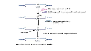 Base editing, prime editing, Cas13 & RNA editing and organelle base ...