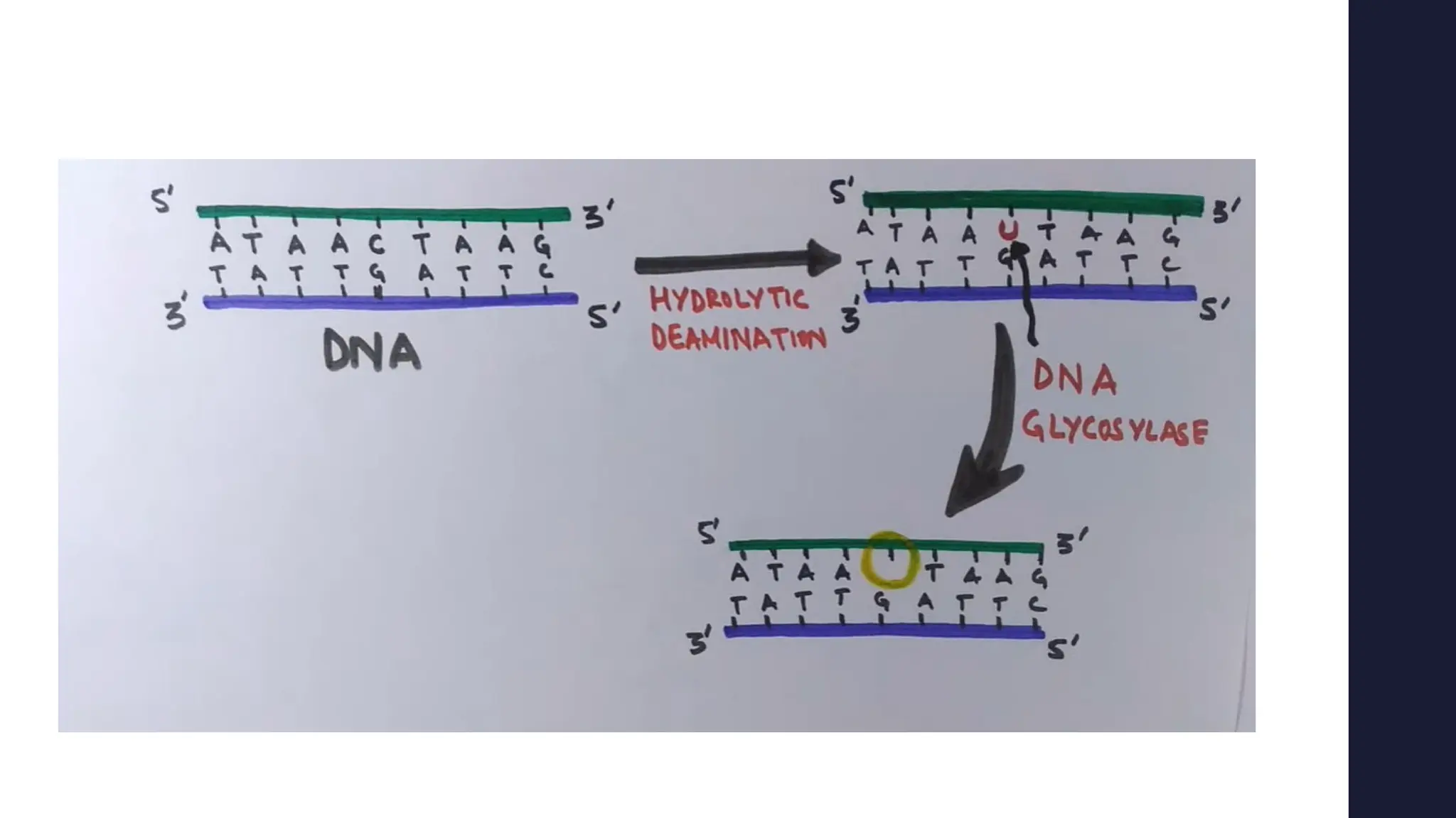 BASE EXCISION REPAIR.pptDNA sequence rem | PPT