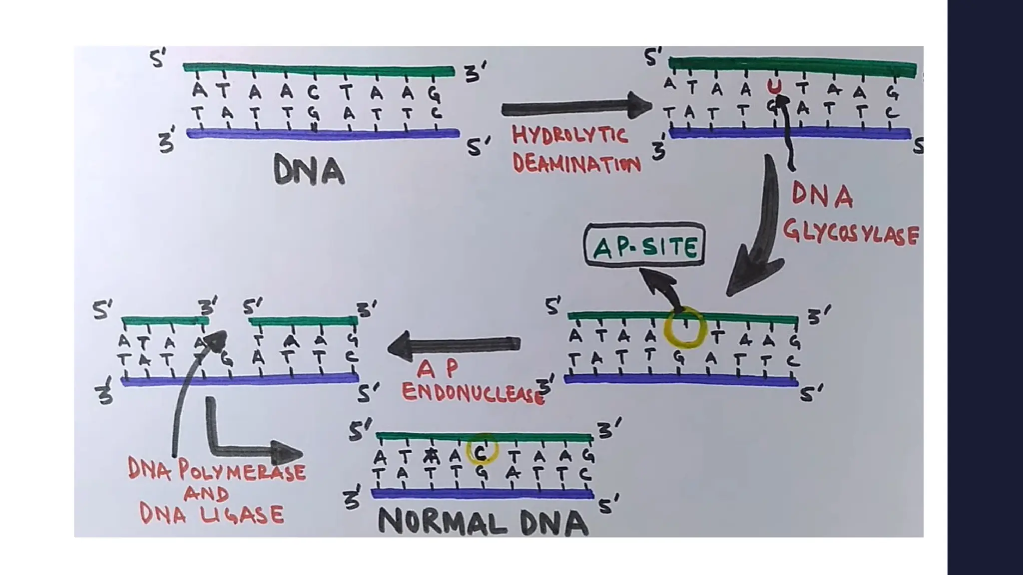 BASE EXCISION REPAIR.pptDNA sequence rem | PPT