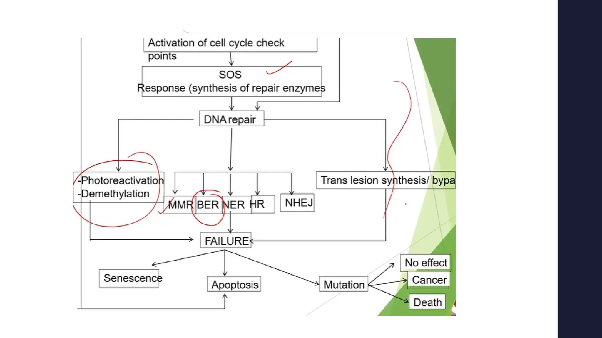 BASE EXCISION REPAIR.pptDNA sequence rem | PPT
