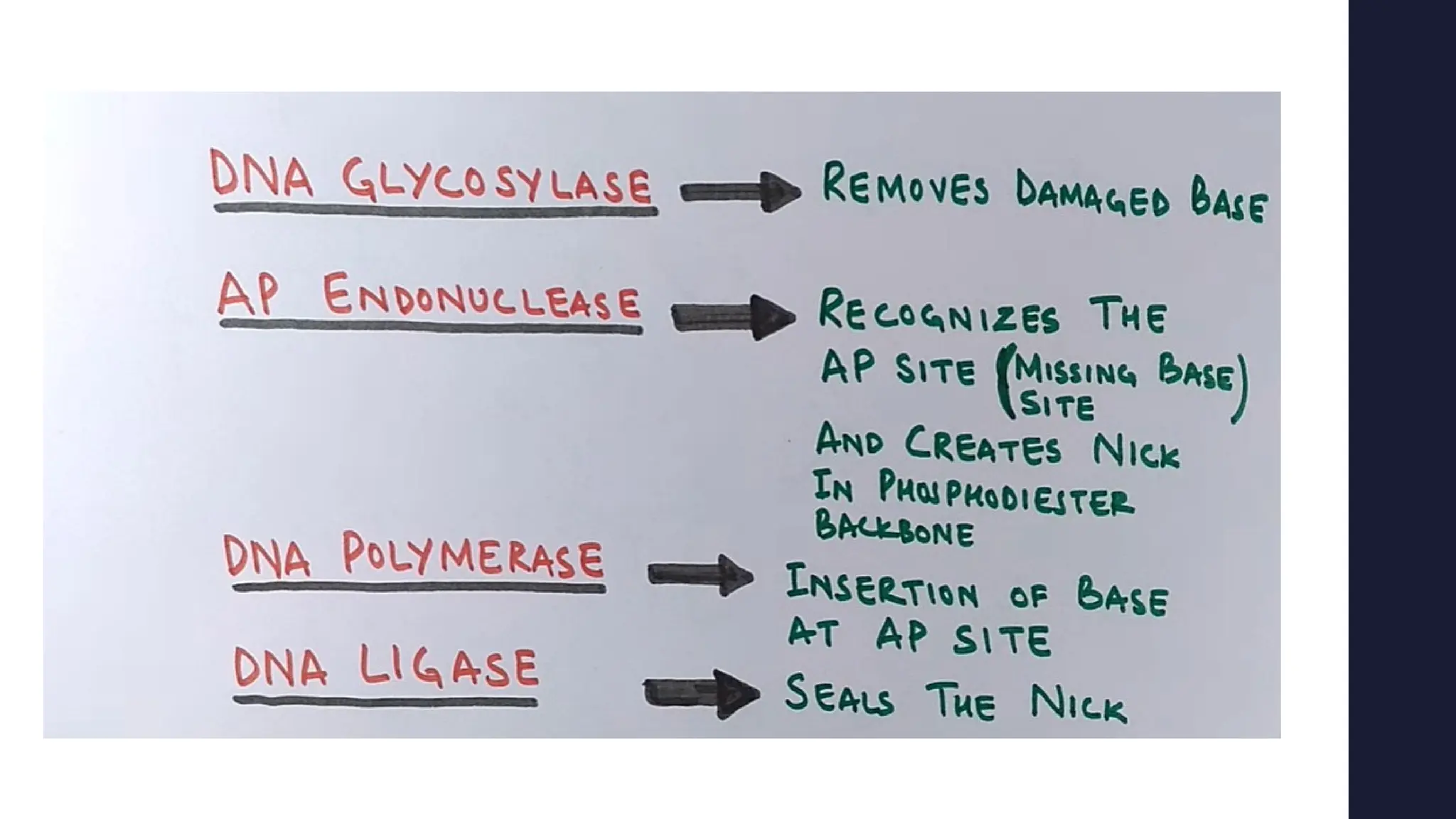 BASE EXCISION REPAIR.pptDNA sequence rem | PPT