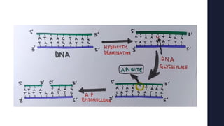 BASE EXCISION REPAIR.pptDNA sequence rem | PPT