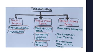 BASE EXCISION REPAIR.pptDNA sequence rem | PPT