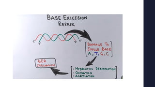 BASE EXCISION REPAIR.pptDNA sequence rem | PPT