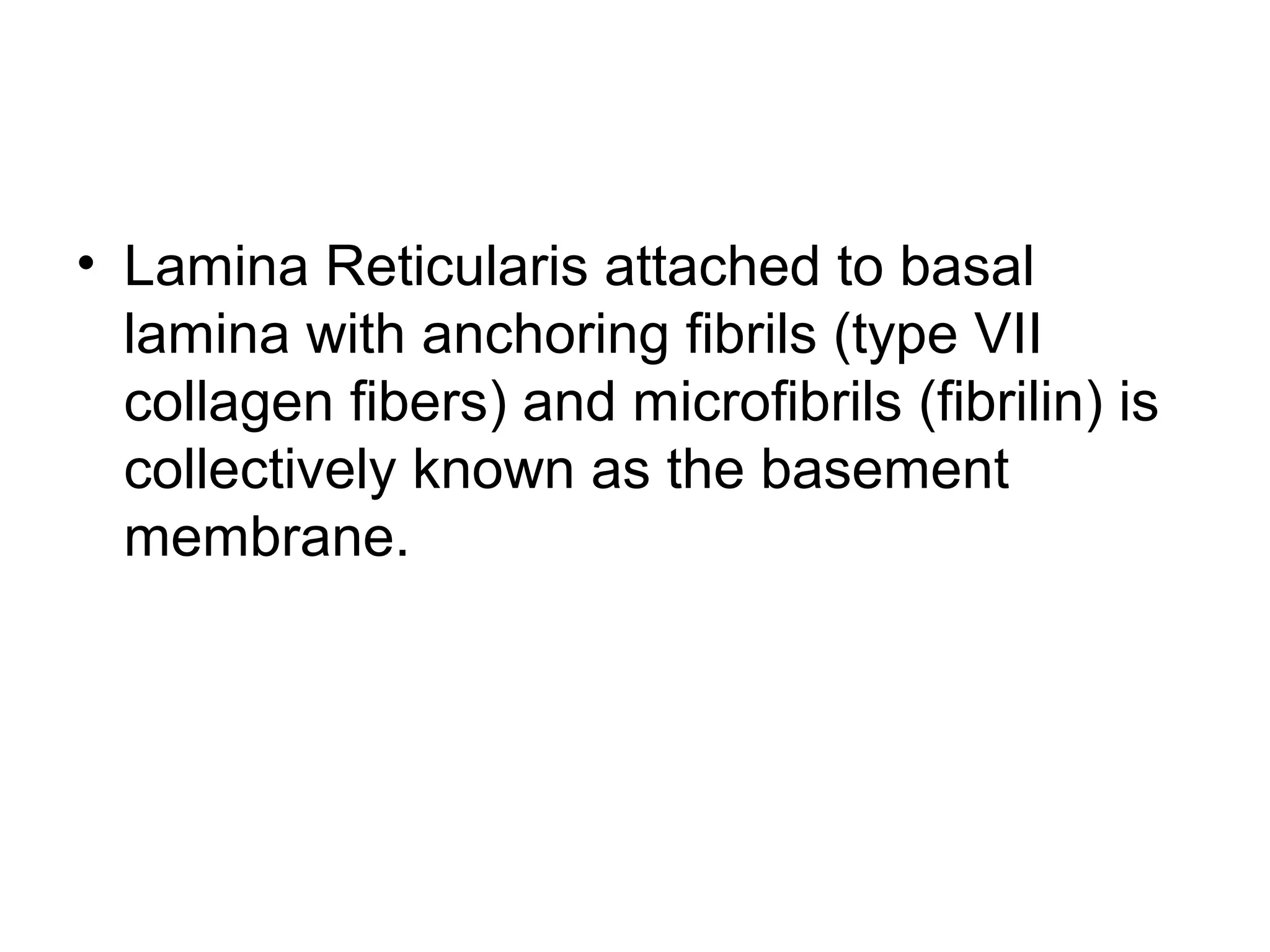 Basement membrane | PPT