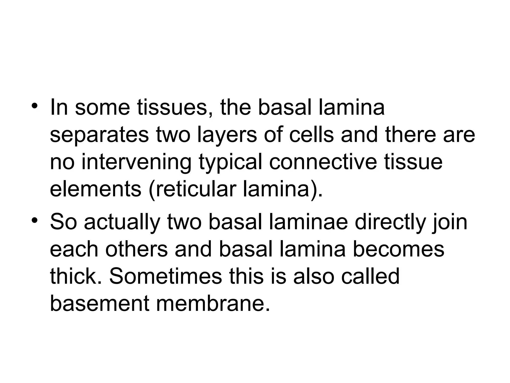 Basement membrane | PPT