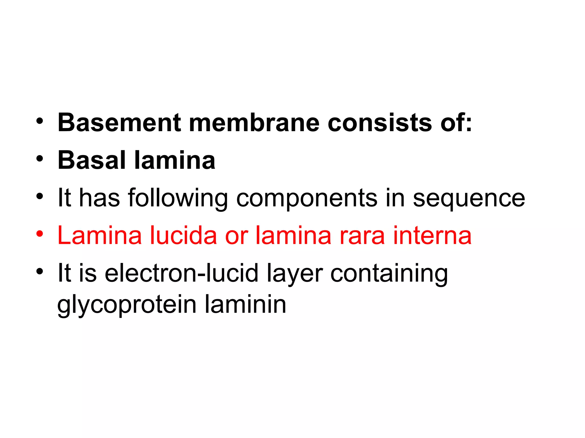 Basement membrane | PPT