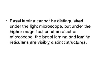 Basement membrane | PPT