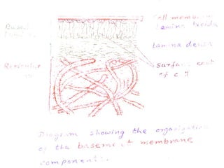 Basement membrane | PPT