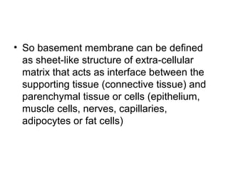 Basement membrane | PPT