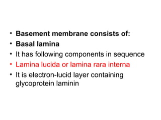 Basal Lamina Vs Basement Membrane