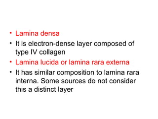 Lamina Rara