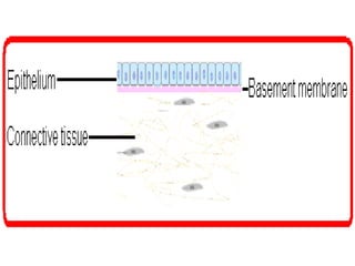Basement Membrane