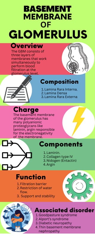 “Basement Membrane Glomerulus Decoding: Basic filtration station of ...