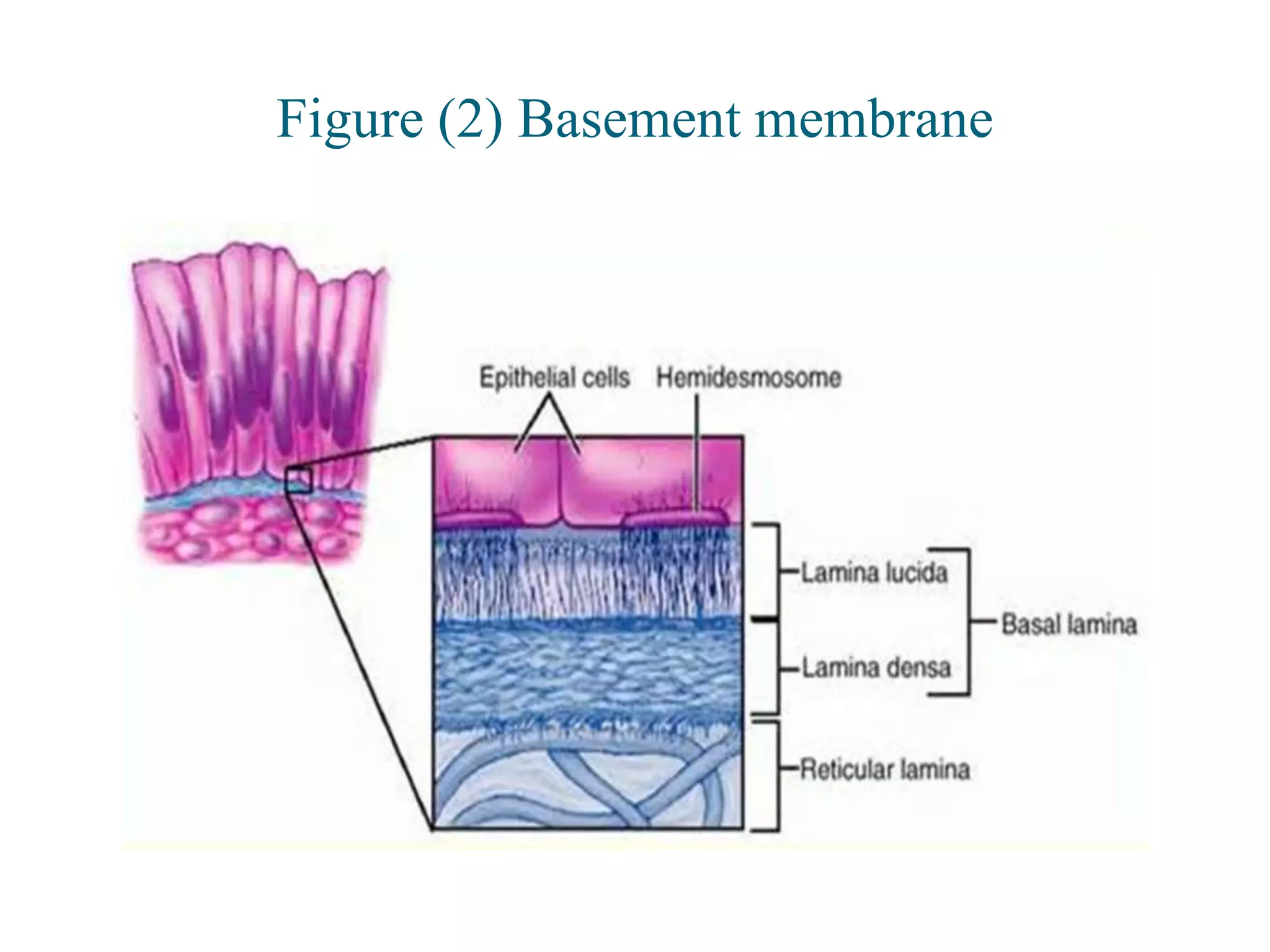 Basement membrane integrity in oral cancer repair | PPTX