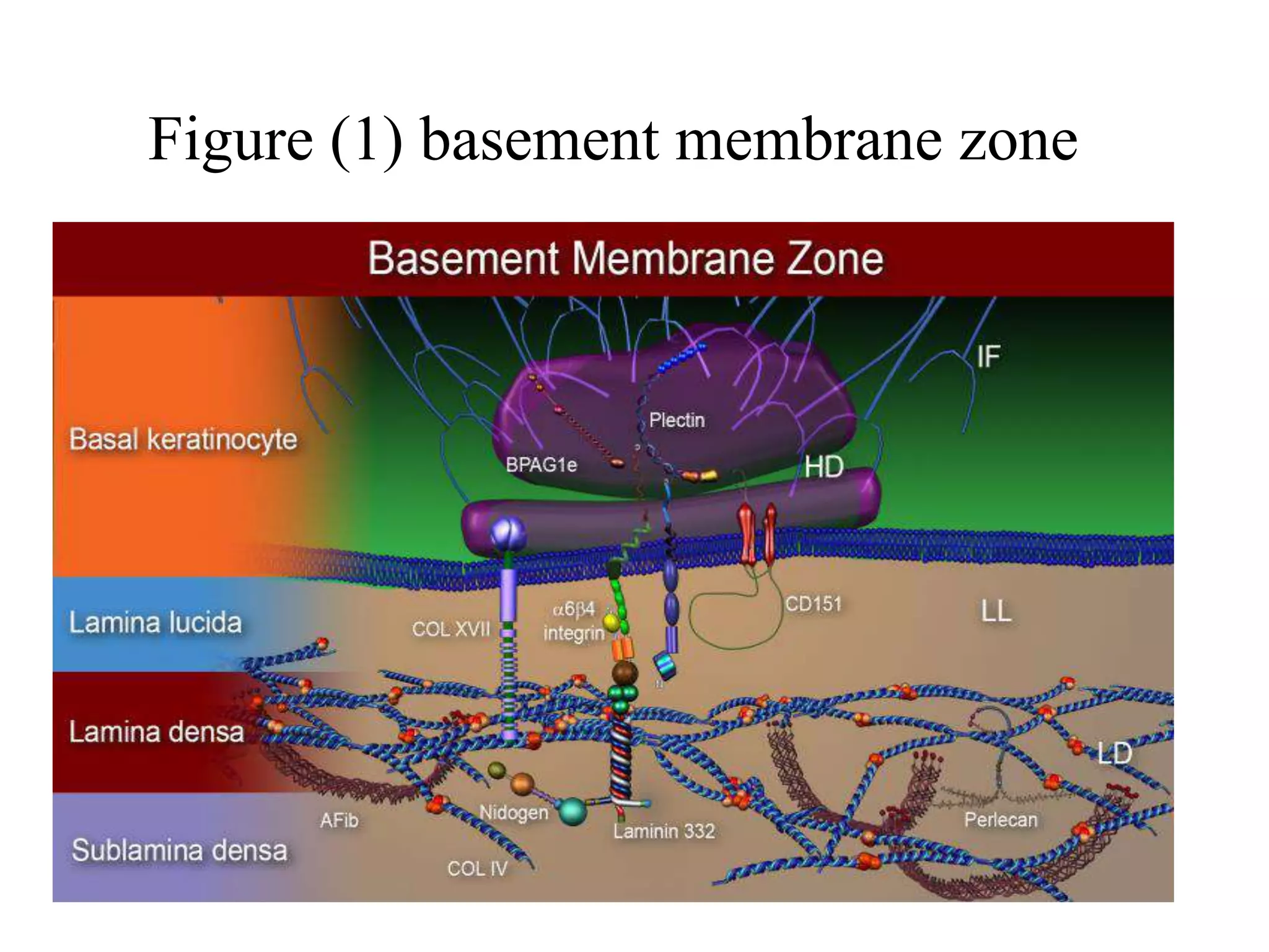 Basement membrane integrity in oral cancer repair | PPTX
