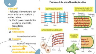 Base moleculares del citoesqueleto.pptx