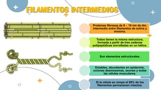 Base moleculares del citoesqueleto.pptx