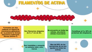 Base moleculares del citoesqueleto.pptx