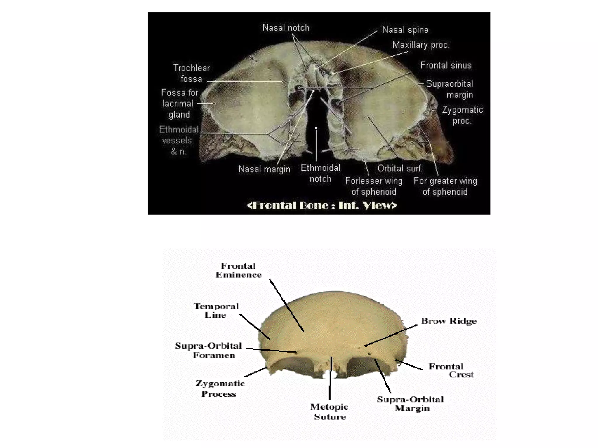 “BASE OF SKULL: ANATOMY and APPLIED ASPECT” | PDF