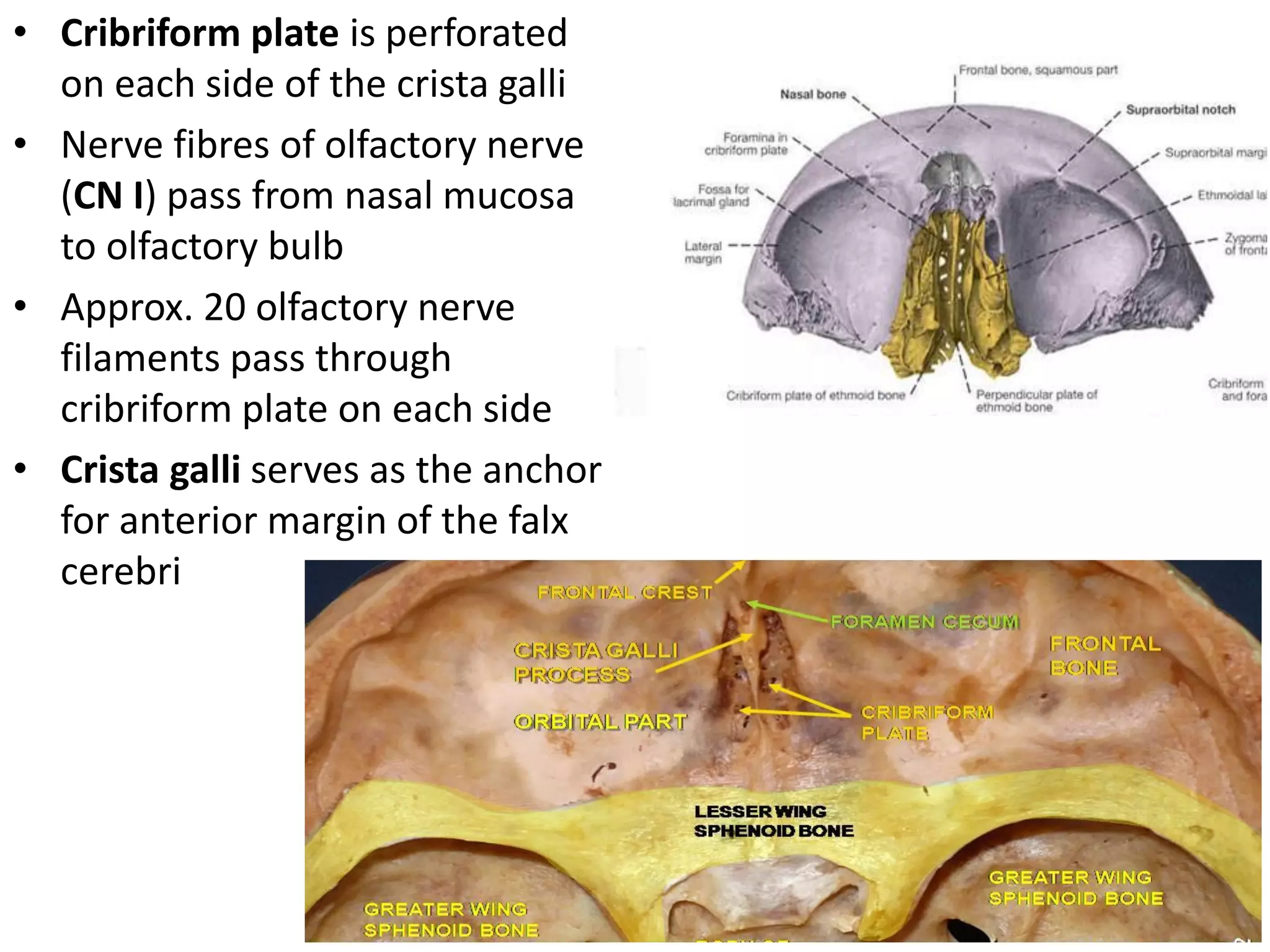 “BASE OF SKULL: ANATOMY and APPLIED ASPECT” | PDF
