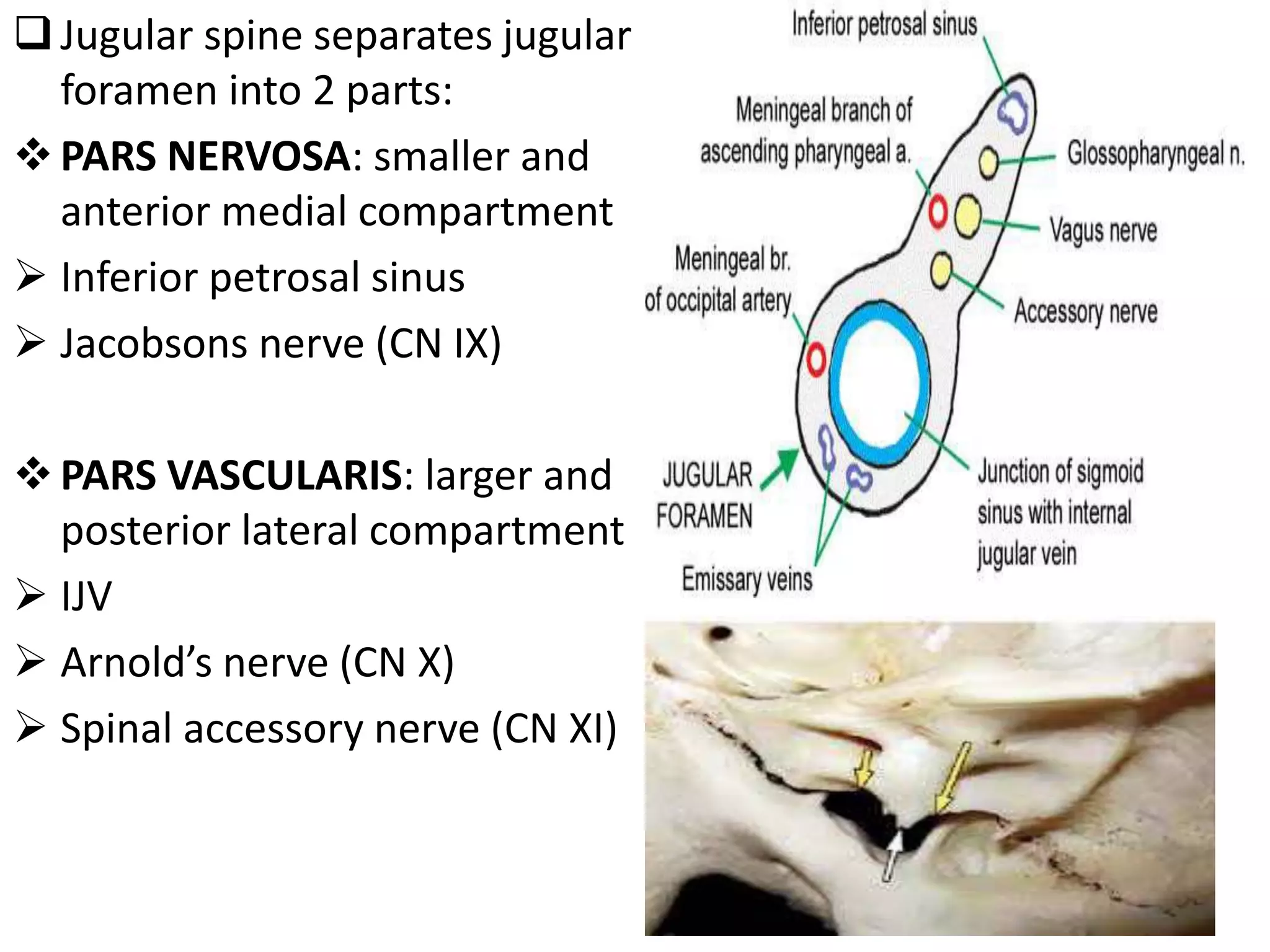 “BASE OF SKULL: ANATOMY and APPLIED ASPECT” | PDF