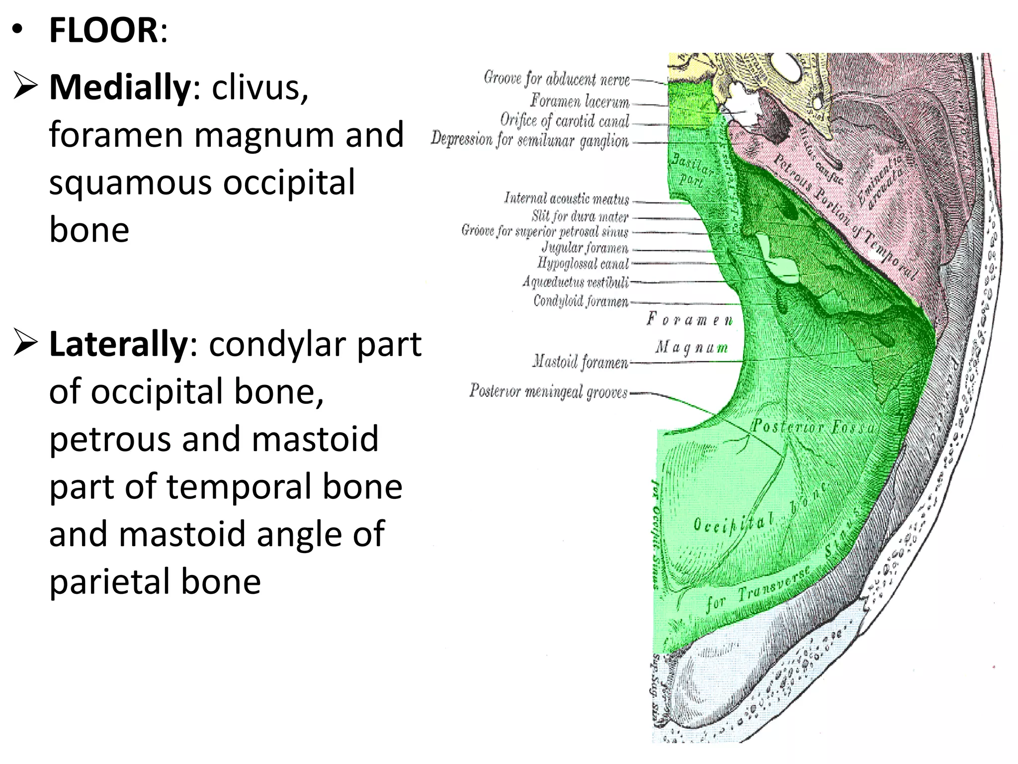 “BASE OF SKULL: ANATOMY and APPLIED ASPECT” | PDF