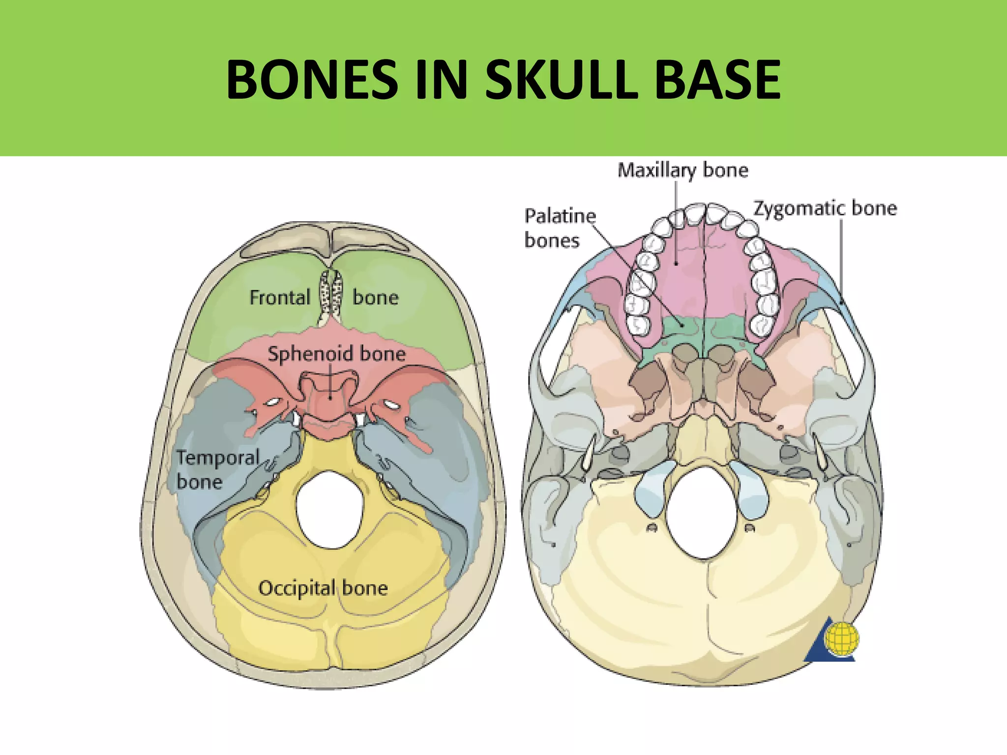 “BASE OF SKULL: ANATOMY and APPLIED ASPECT” | PDF