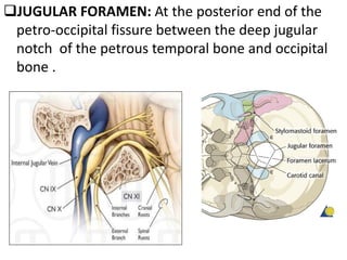 Occipital Bone Jugular Foramen