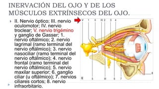 Inervación Del Músculo Ciliar