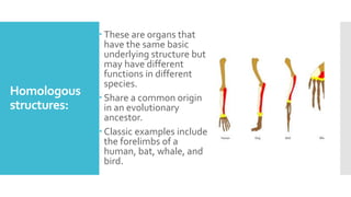 BASES-ON-THE-THEORIES-OF-EVOLUTION-Copy.pptx