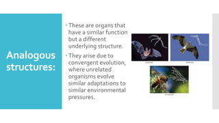 BASES-ON-THE-THEORIES-OF-EVOLUTION-Copy.pptx
