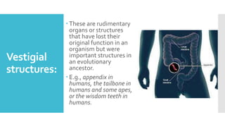 BASES-ON-THE-THEORIES-OF-EVOLUTION-Copy.pptx