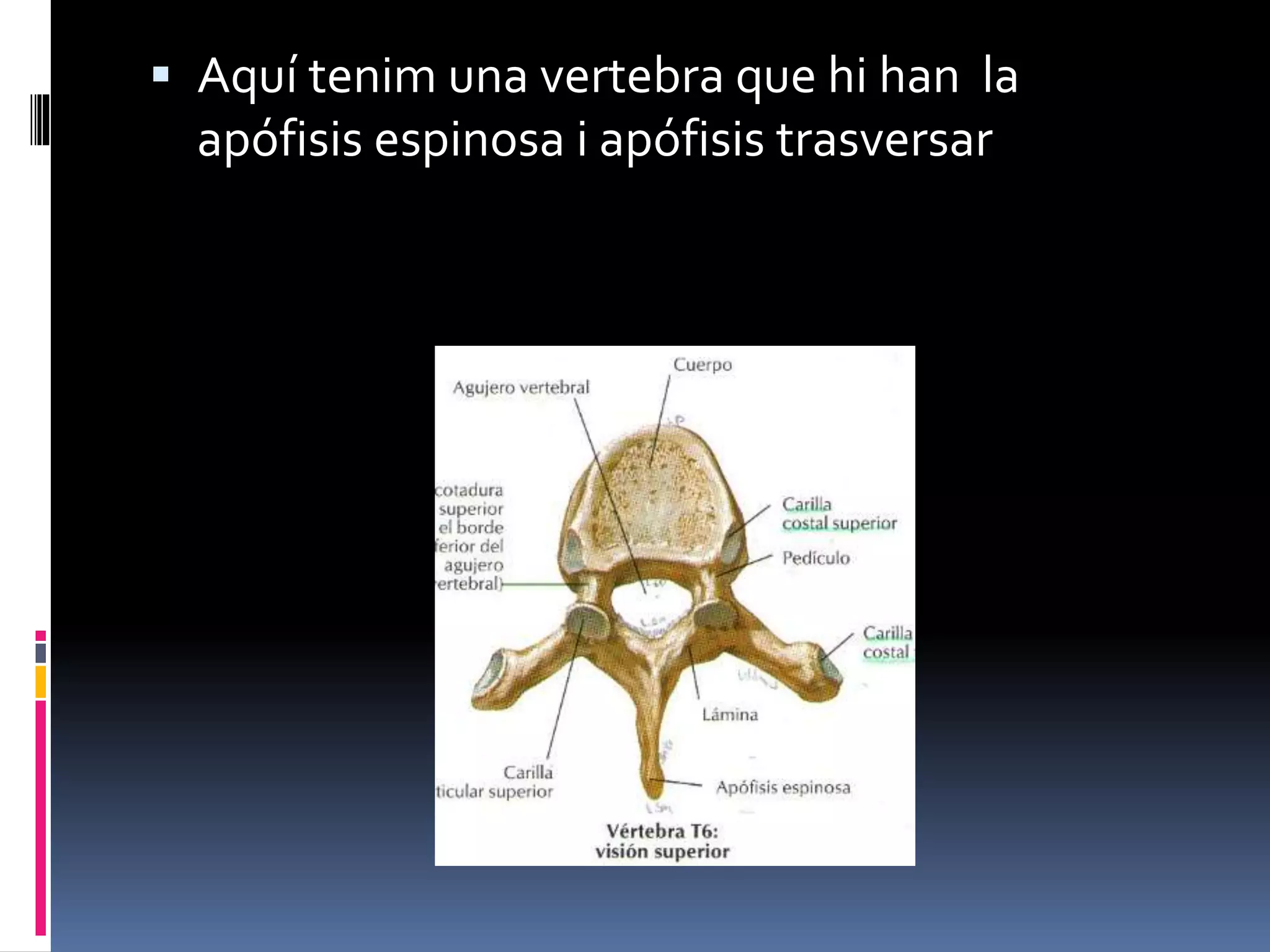 Bases anatómicas i fisiológicas | PPTX