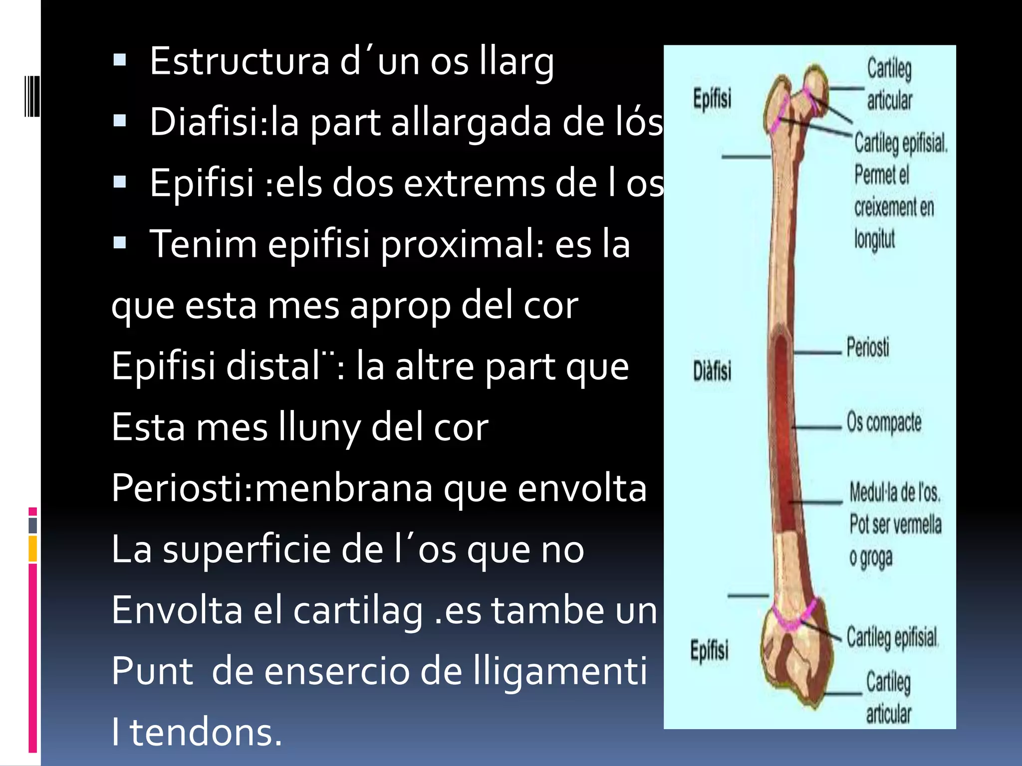 Bases anatómicas i fisiológicas | PPTX