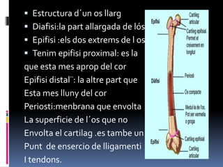 Bases anatómicas i fisiológicas | PPTX