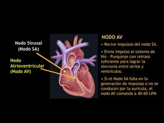 Bases anatomofisiológicas del EKG vd.ppt