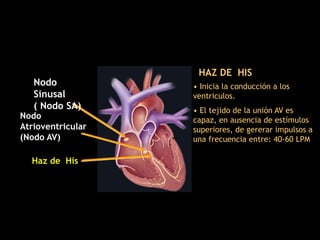 Bases anatomofisiológicas del EKG vd.ppt