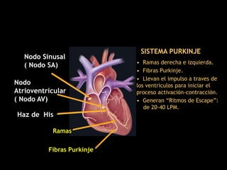 Bases anatomofisiológicas del EKG vd.ppt