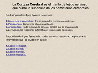 La Corteza Cerebral | PPT