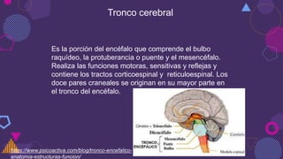 Bases biologicas de la conducta | PPTX