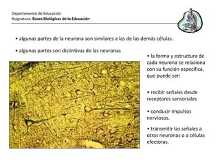 Bases biologicas educacion | PPTX