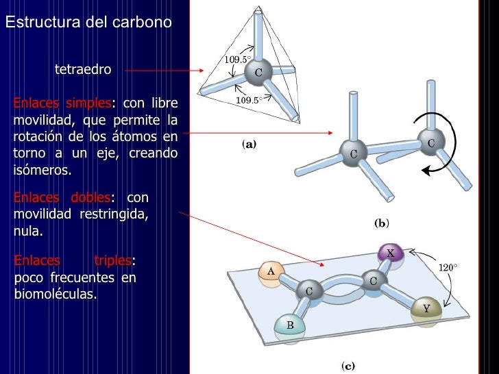 Bases Biomoleculares2