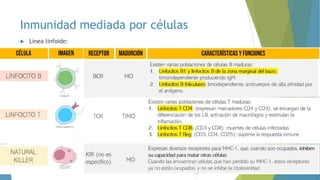 Bases celulares de la inmunidad tipos de inmunidad | PPTX